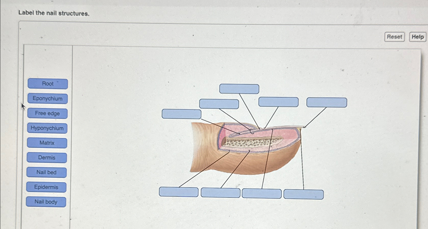 Solved Label the nail structures. Part D | Chegg.com