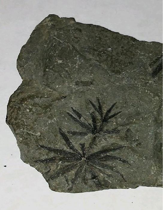 Solved Tell what type of fossil preservation occurs for each | Chegg.com