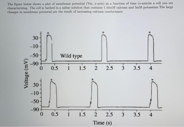 Solved The figure below shows a plot of membrane potential | Chegg.com