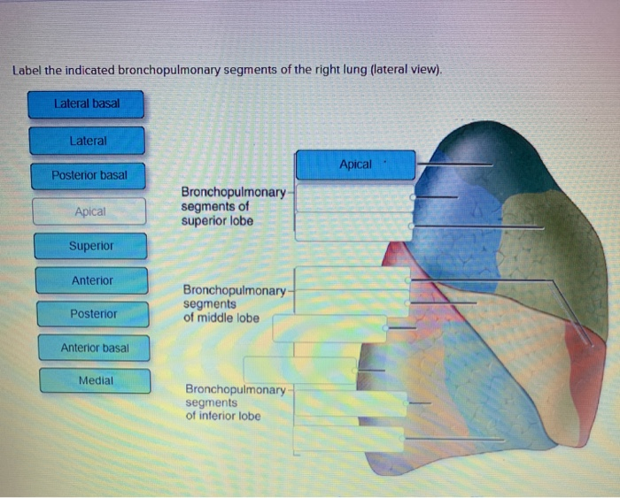 Solved Label the indicated bronchopulmonary segments of the | Chegg.com