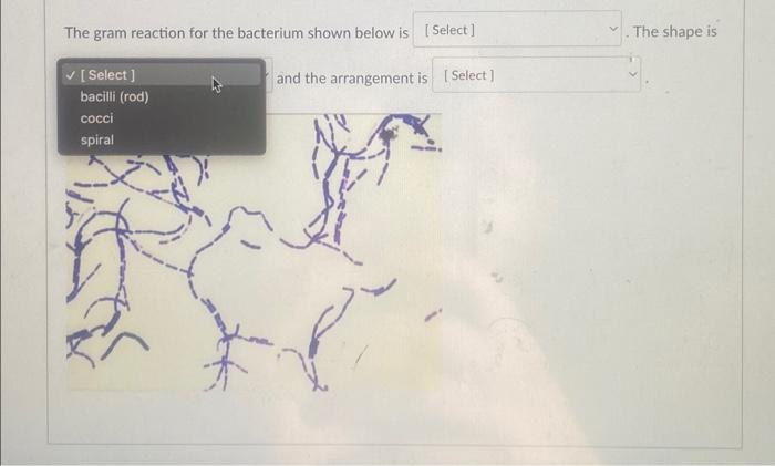 Solved The shape is The gram reaction for the bacterium | Chegg.com