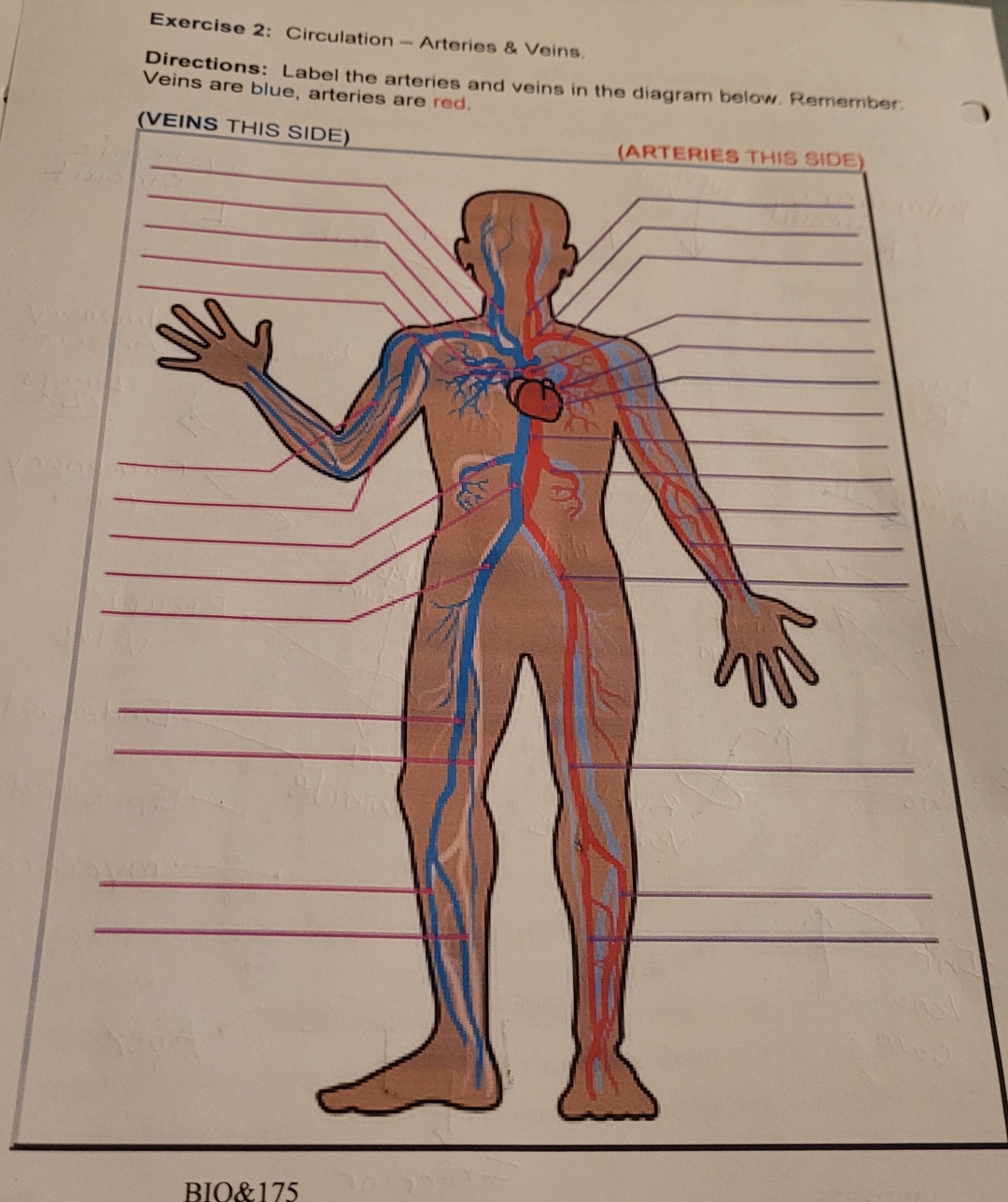 Solved Exercise 2: Circulation - ﻿Arteries & | Chegg.com