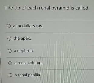 Solved The tip of each renal pyramid is calleda medullary | Chegg.com