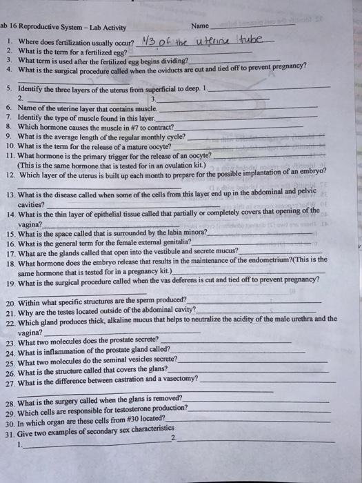 Solved ab 16 Reproductive System - Lab Activity Name Where | Chegg.com