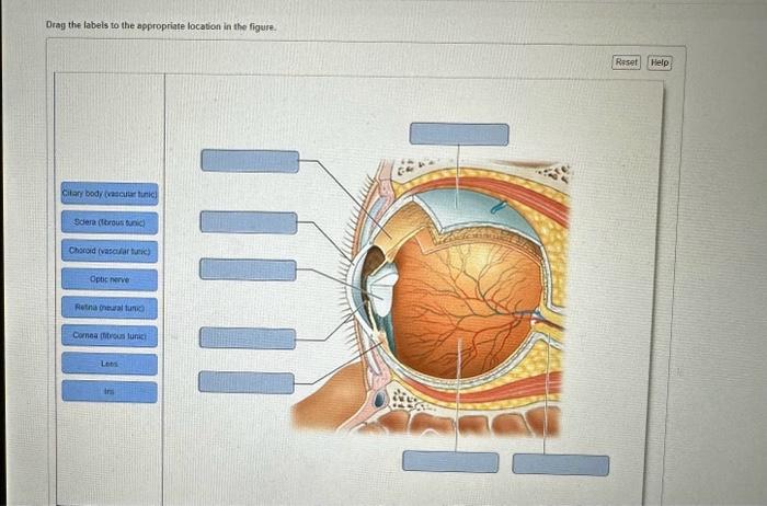 Solved Drag the labels to the appropriate location in the | Chegg.com