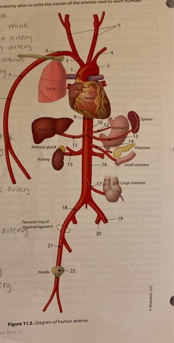 Solved anatomy atlas to write the names of the arteries next | Chegg.com