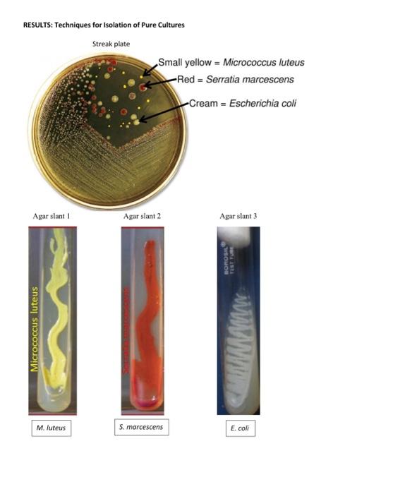 Solved answer for each colony appearance mixed or pure | Chegg.com