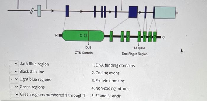 Solved 十HH HHH N C103 --PAPERIP。 DUB 3 mg Zinc Finger Region | Chegg.com