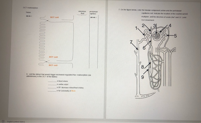 Solved Urinary System Worksheet 1. Excretion Filtration: 2. | Chegg.com