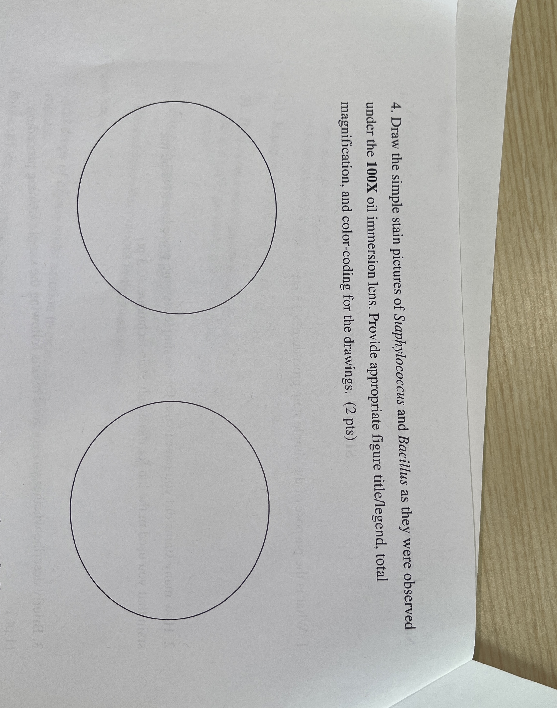 Solved Draw the simple stain pictures of Staphylococcus and | Chegg.com