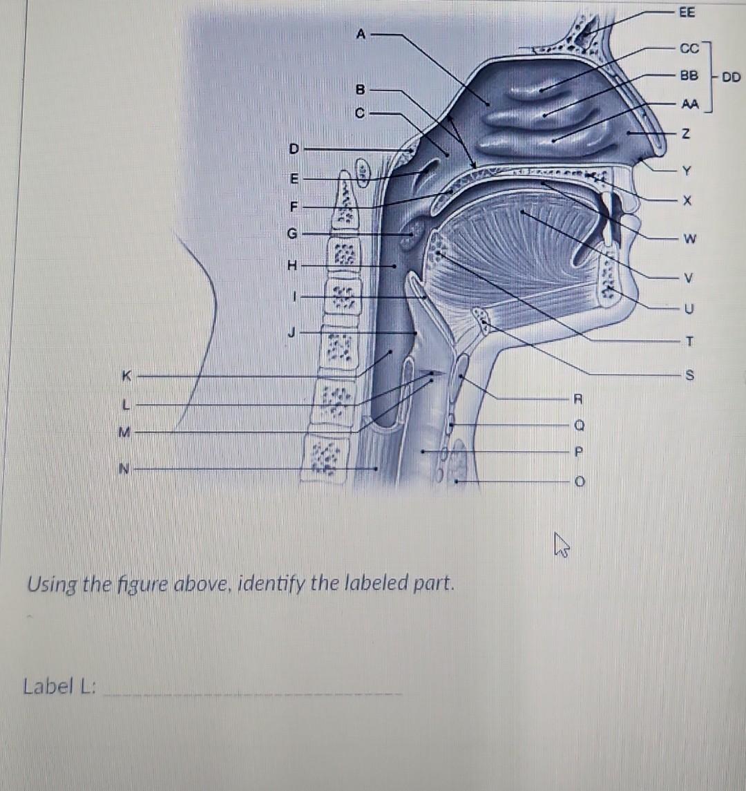 Solved Using the figure above, identify the labeled part. | Chegg.com