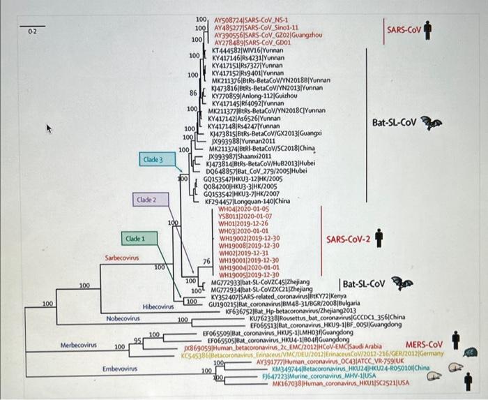 Solved Here is a phylogeny of corona viruses. They have been | Chegg.com