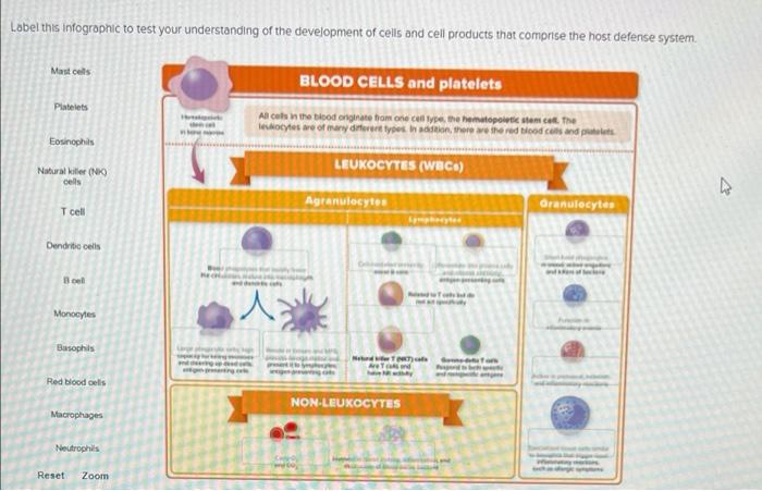 Solved Label this infographic to test your understanding of | Chegg.com