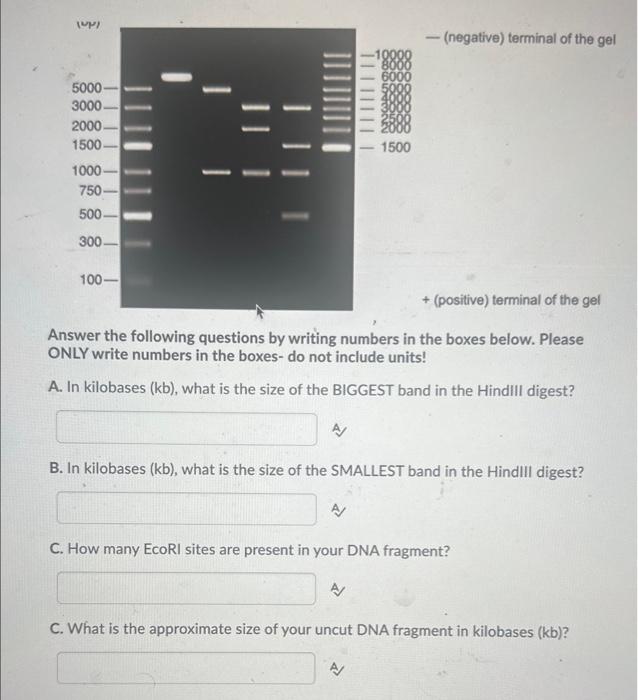 Solved You're creating a recombinant piece of DNA to | Chegg.com