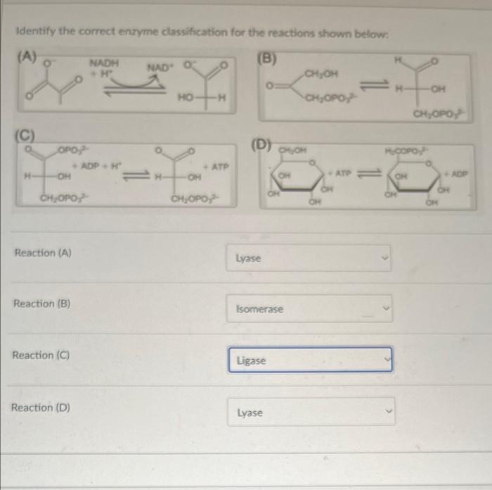 Solved Identify the correct enzyme classification for the | Chegg.com
