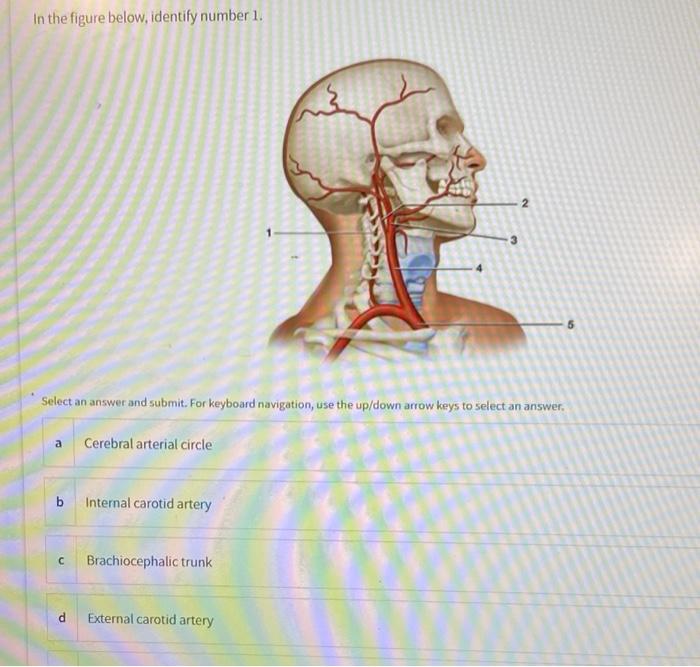 Solved In the figure below, identify number 1 . Select an | Chegg.com