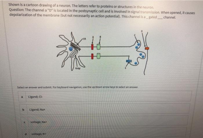 Solved Shown is a cartoon drawing of a neuron. The letters | Chegg.com