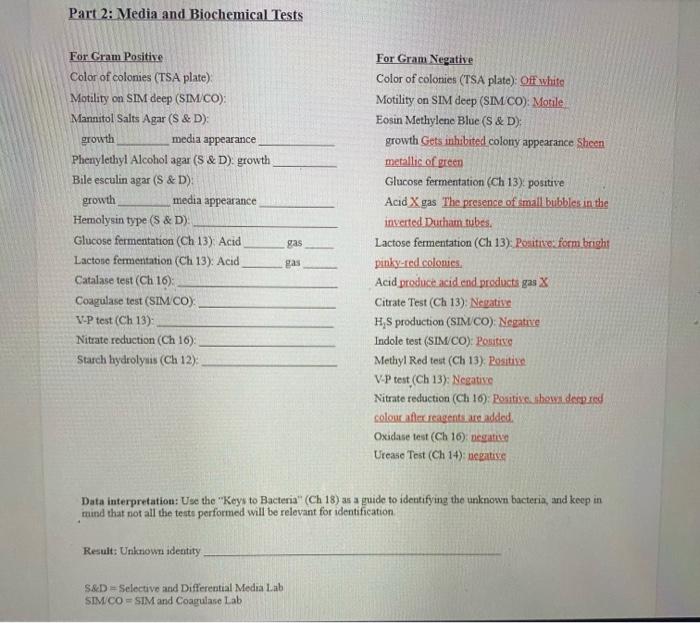 Solved Your unknown bacteria sample is one of the following | Chegg.com