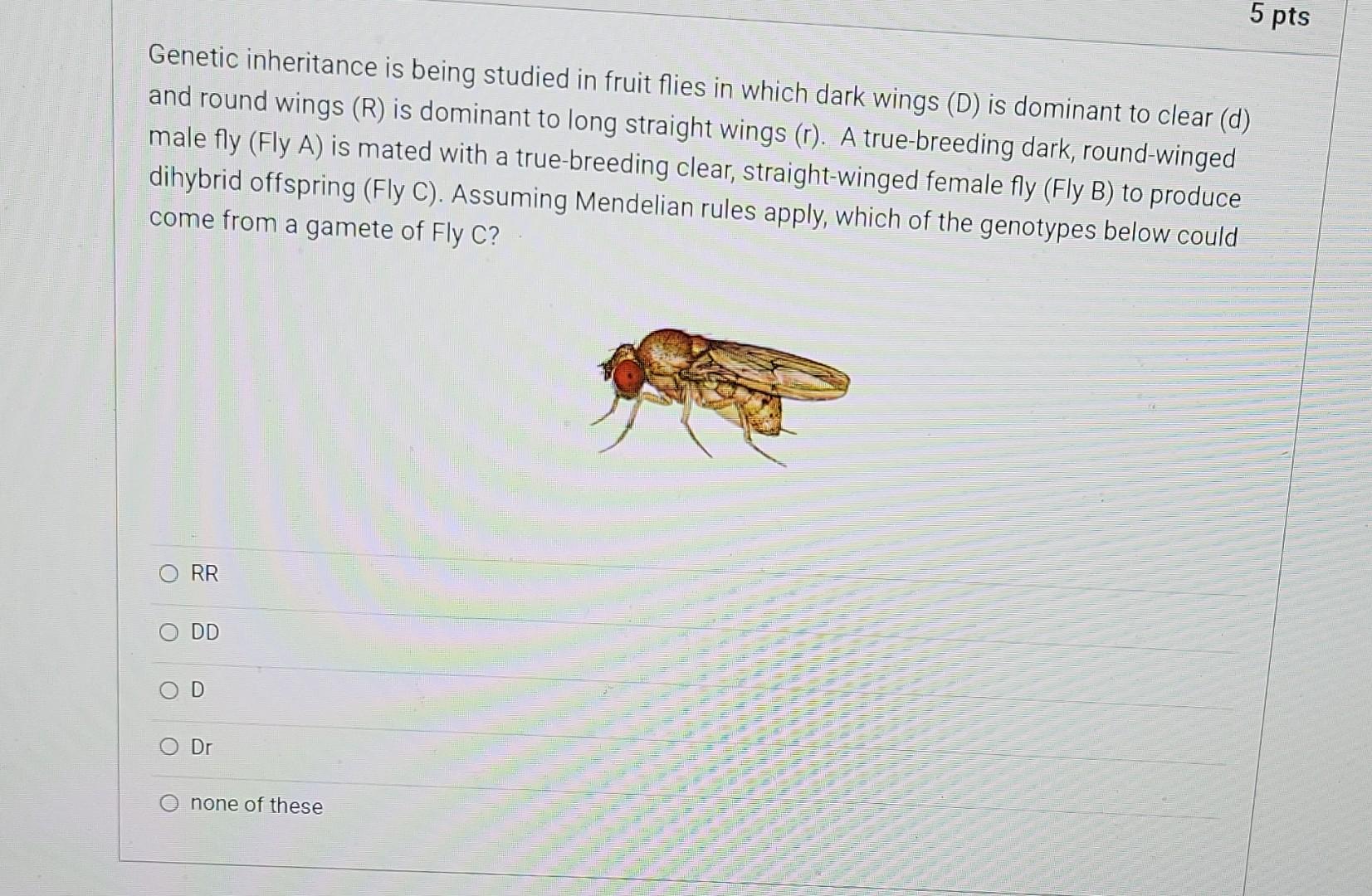 Solved 5 pts Genetic inheritance is being studied in fruit | Chegg.com