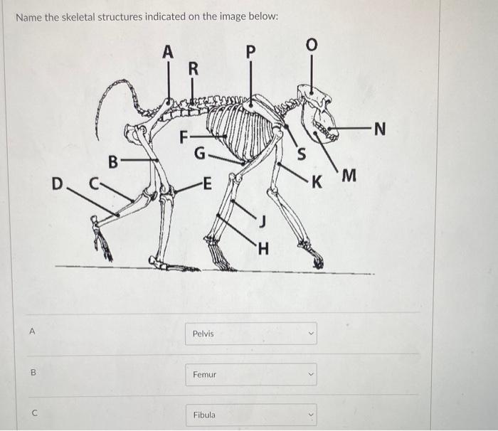 Name the skeletal structures indicated on the image | Chegg.com