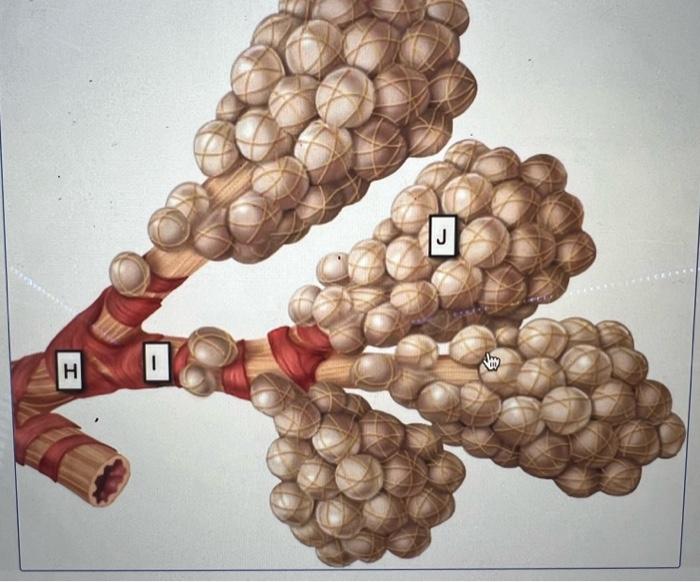 Solved Match structures or regions labeled with letters. The | Chegg.com
