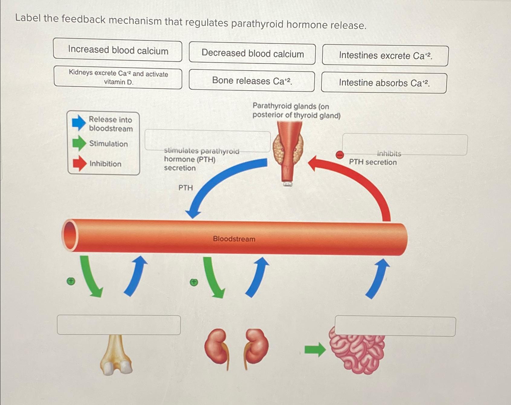 Solved Label the feedback mechanism that regulates | Chegg.com