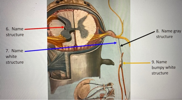 Solved 6. Name structure 8. Name gray structure 7. Name | Chegg.com