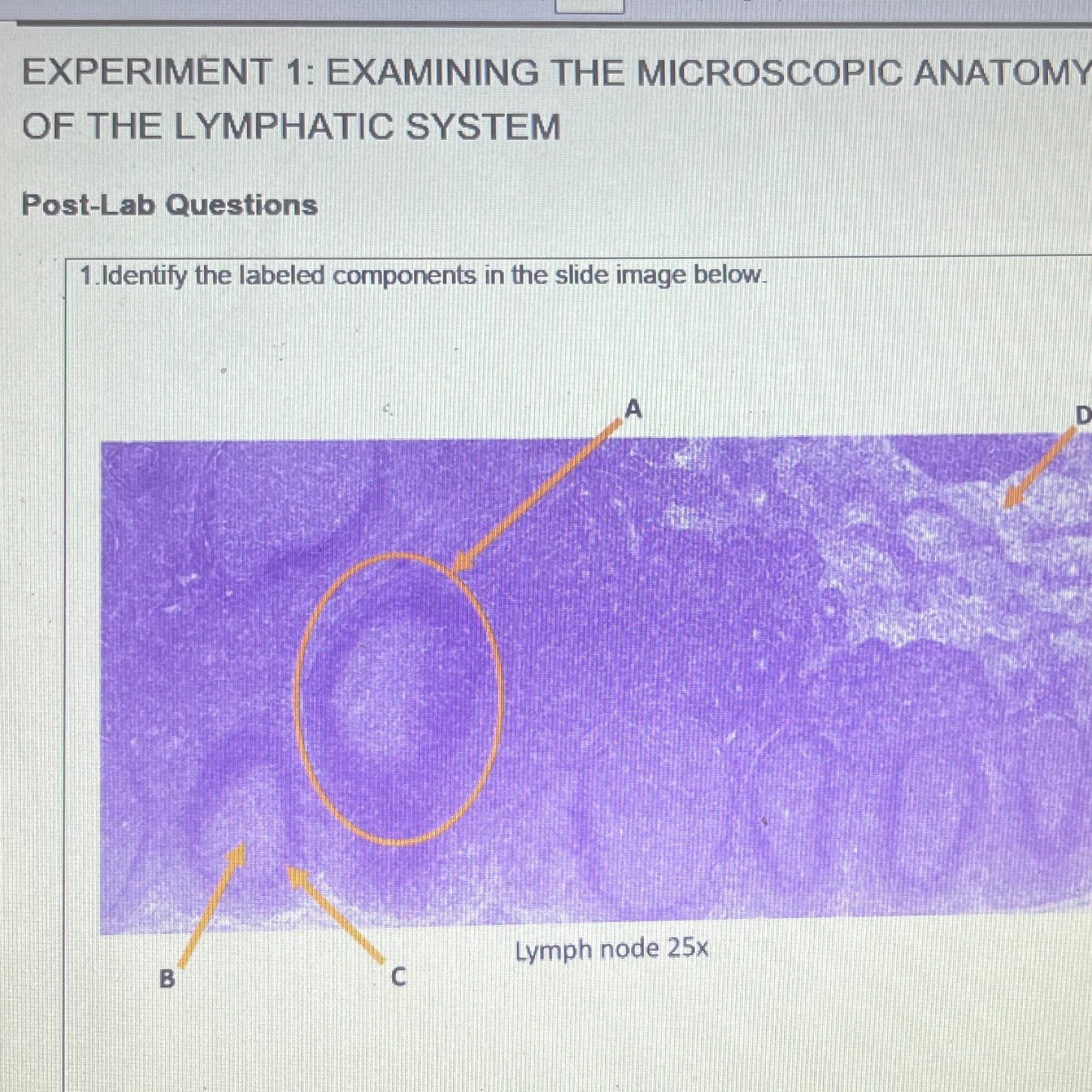 Solved EXPERIMENT 1: EXAMINING THE MICROSCOPIC ANATOMY OF | Chegg.com