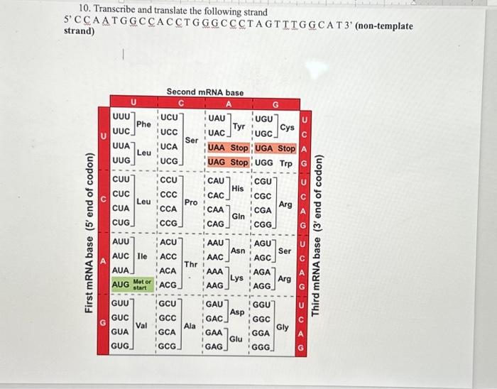Solved Replication Transcription Translation Practice 1 6658