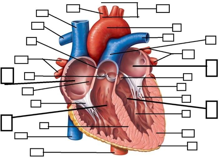Solved 1. Label the area for the pulmonary trunk.2. Label | Chegg.com