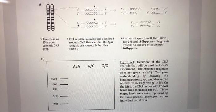 Solved You perform today's RFLP experiment using 5 different | Chegg.com