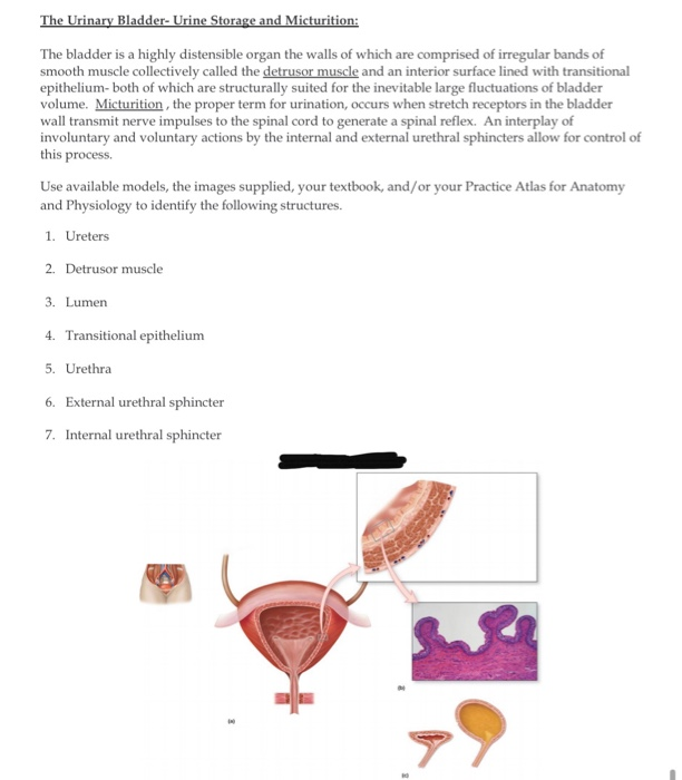 Solved The Urinary Bladder-Urine Storage and Micturition: | Chegg.com
