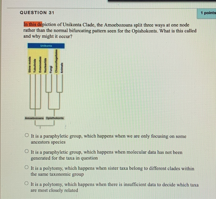 Solved QUESTION 31 1 points In this depiction of Unikonta | Chegg.com
