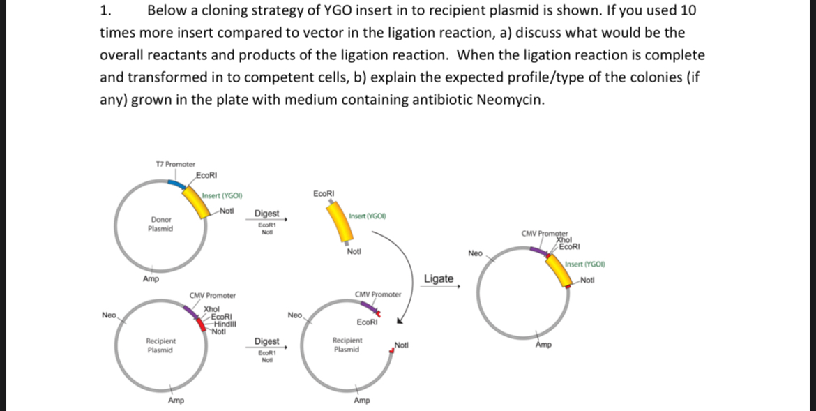 Solved Below a cloning strategy of YGO insert in to | Chegg.com