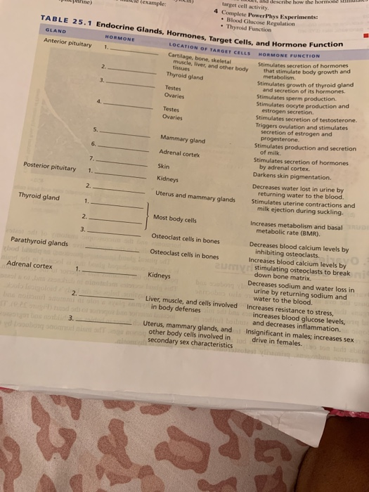 Solved EXERCISE 25 ENDOCRINE STRUC URE AND FUNCTION 405 | Chegg.com