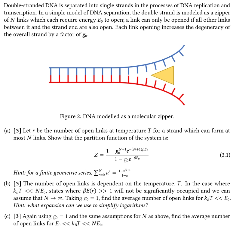 Solved Double-stranded DNA is separated into single strands | Chegg.com