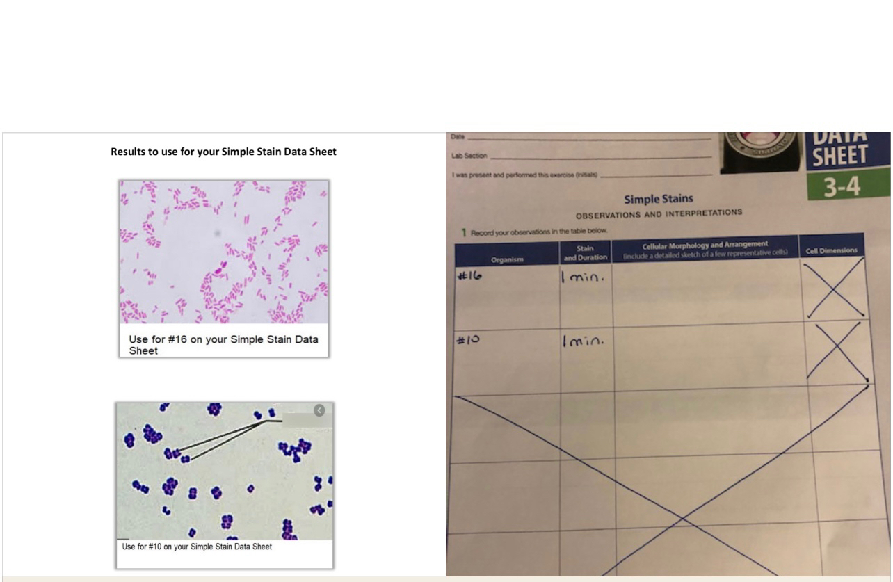 Solved Results to use for your Simple Stain Data Sheet | Chegg.com
