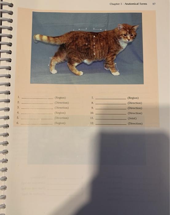 Solved Chapter 1 Anatomical Terms 1 7 2 3 8. 9. (Region) | Chegg.com