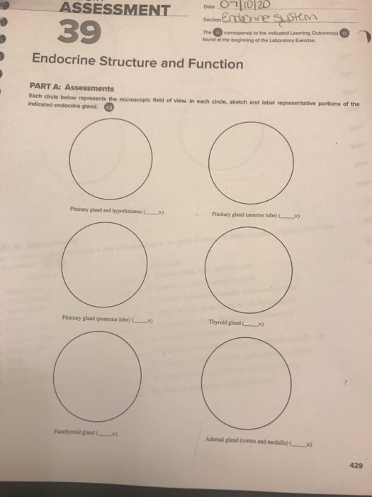 Solved ASSESSMENT Date 07|102D section Endocrine sistem 39 | Chegg.com
