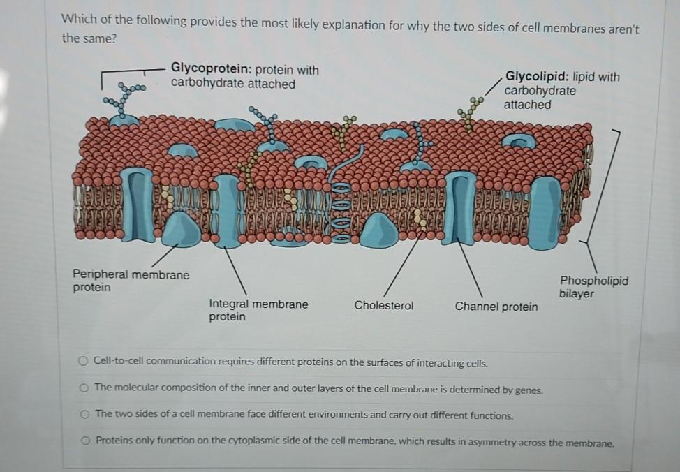 Solved Which of the following provides the most likely | Chegg.com