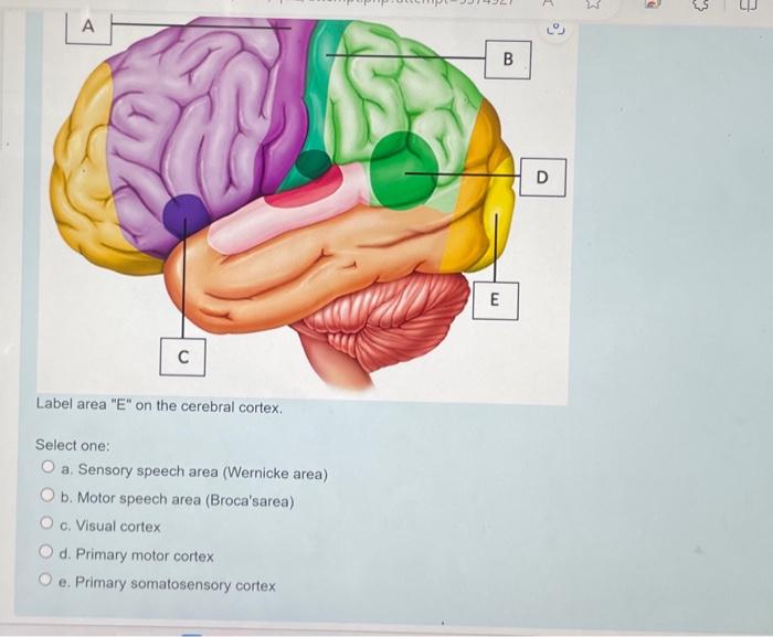 Solved Label area "E" on the cerebral cortex. Select one: a. | Chegg.com