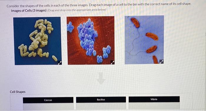 Solved Consider the shapes of the cells in each of the three | Chegg.com
