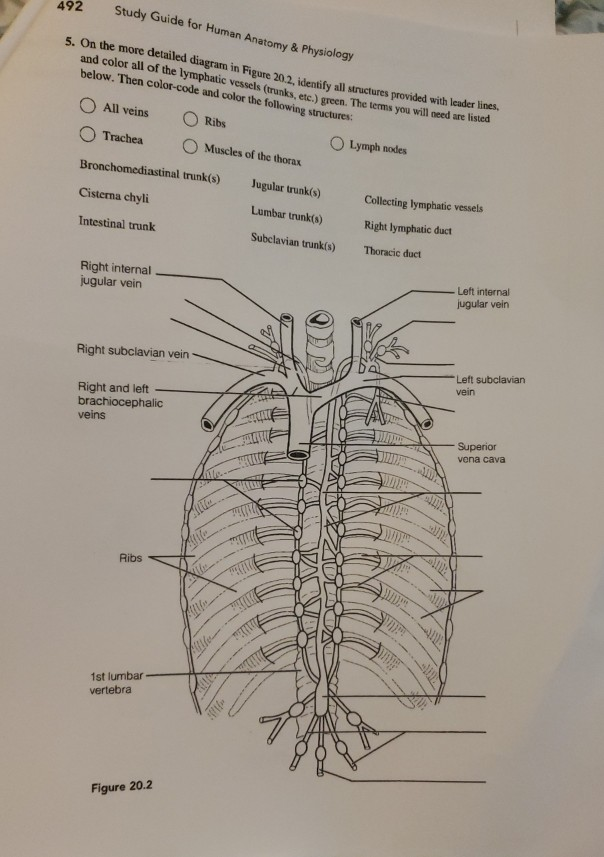 Solved 492 Study Guide for Human Anatomy & Physiology 5. On | Chegg.com