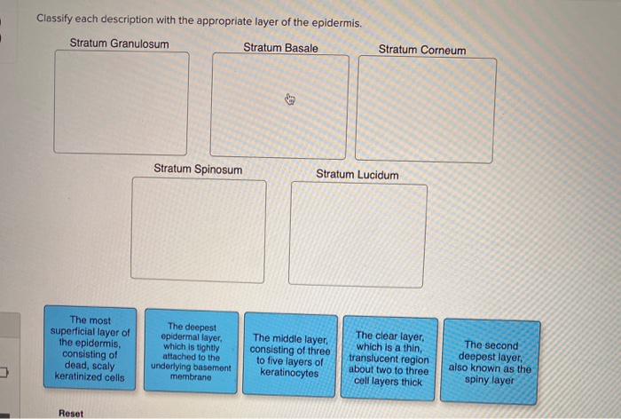 Solved Classify each description with the appropriate layer | Chegg.com