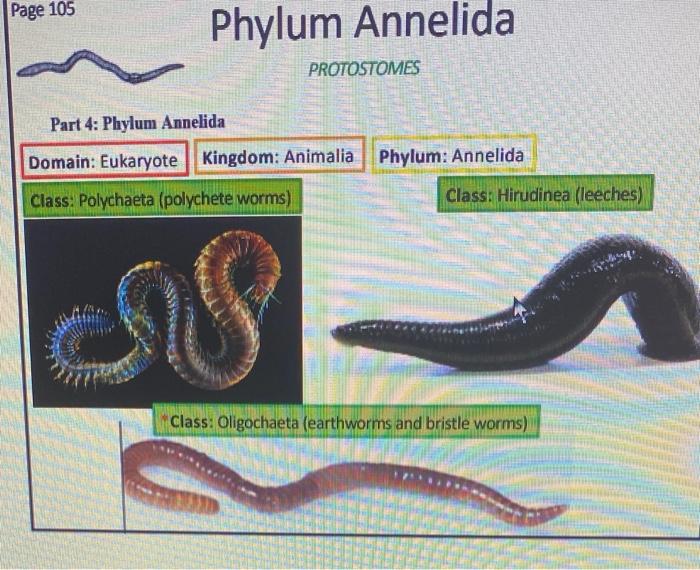 Solved Class Polychaeta (polychete worms) Class Oligochaeta | Chegg.com