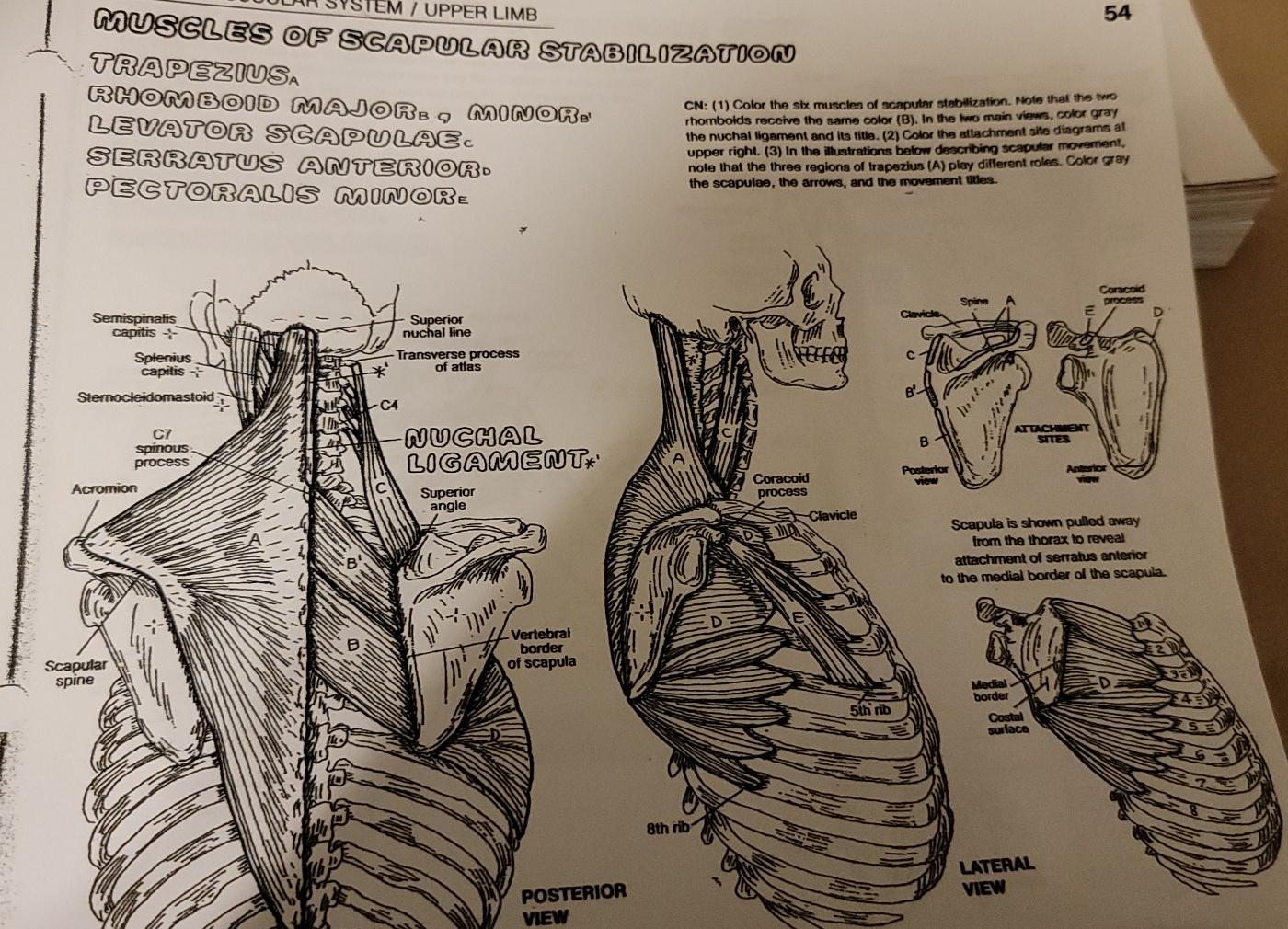 / UPPER LIMB 54 MUSCLES OF SCAPULAR STABILIZATION | Chegg.com