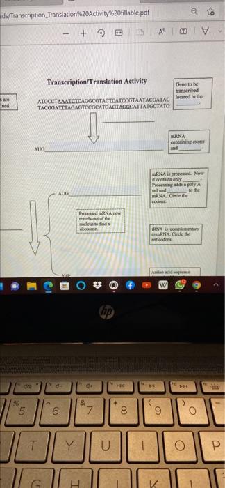 Solved Ods/Transcription Translation%20Activity%20fillable | Chegg.com