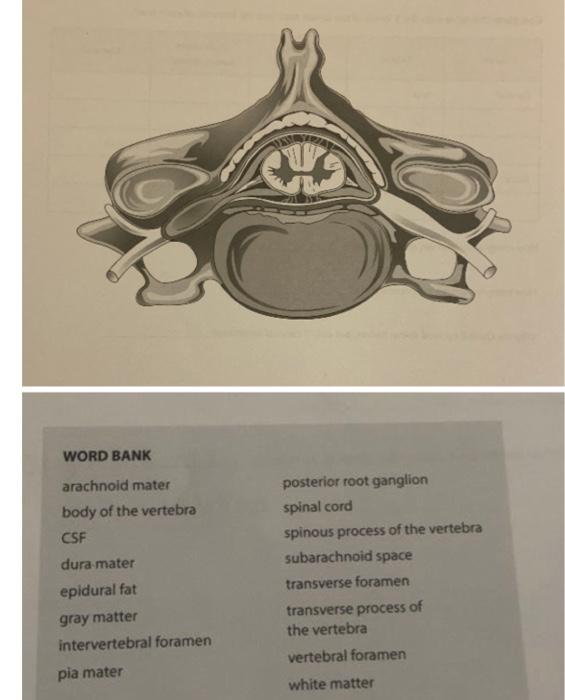 WORD BANK arachnoid mater posterior root ganglion | Chegg.com