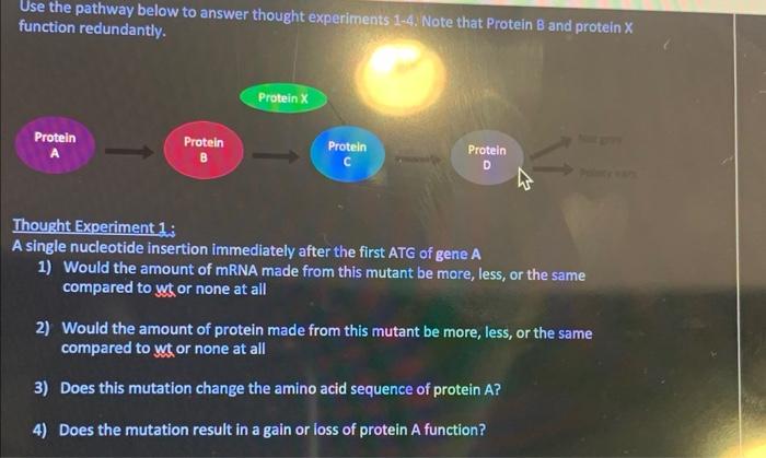 Solved Use the pathway below to answer thought experiments | Chegg.com