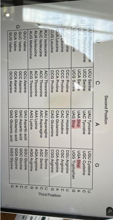 Solved How many different mRNA sequences can encode a | Chegg.com